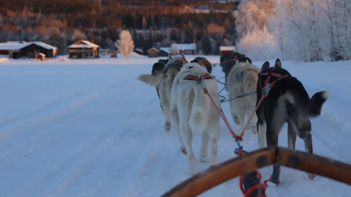 Happy Paws Adventure & Training | Visit Vännäs